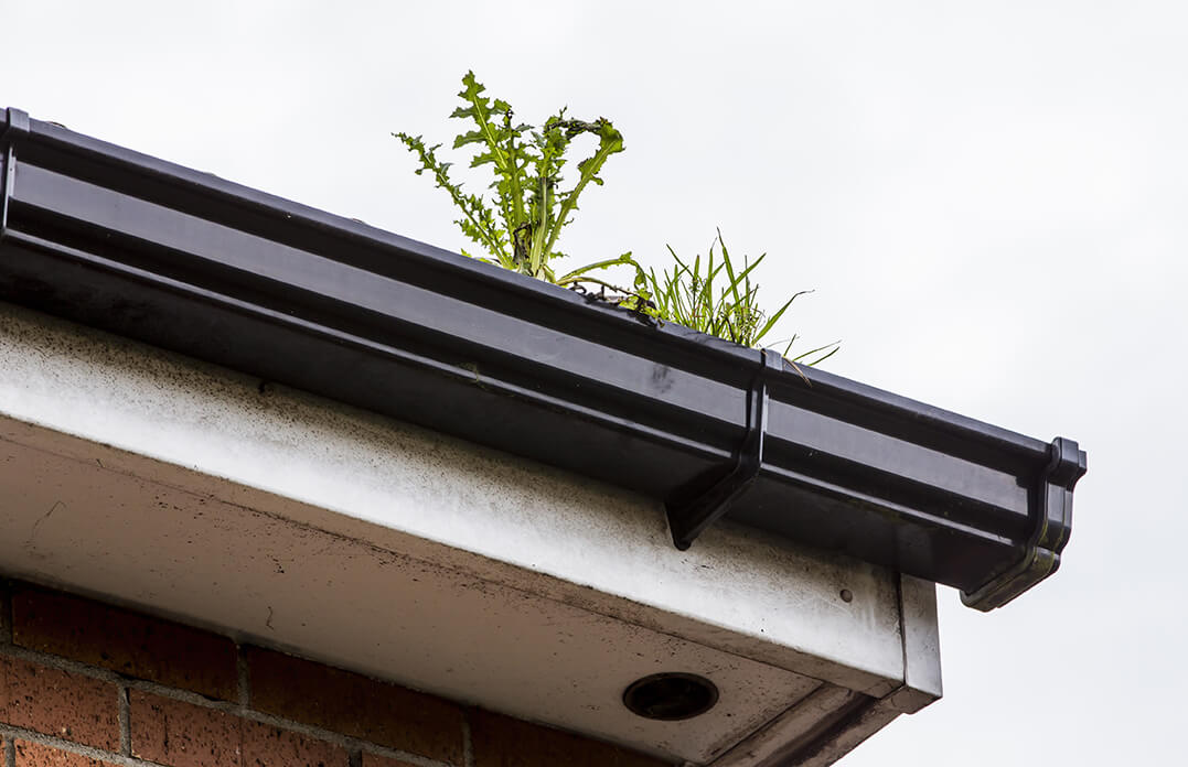 Spring Has Sprung, What’s in YOUR Gutters? – Atlas Gutter Guard